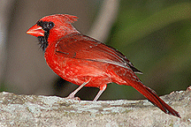 David J. Cogswell Photography - Grosbeak, Cardinall